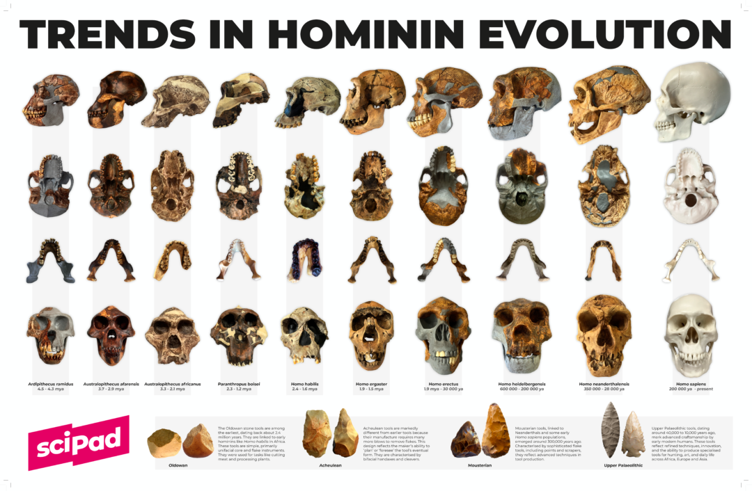 Periodic Table Poster – Te Taka Pūmotu - sciPAD New Zealand